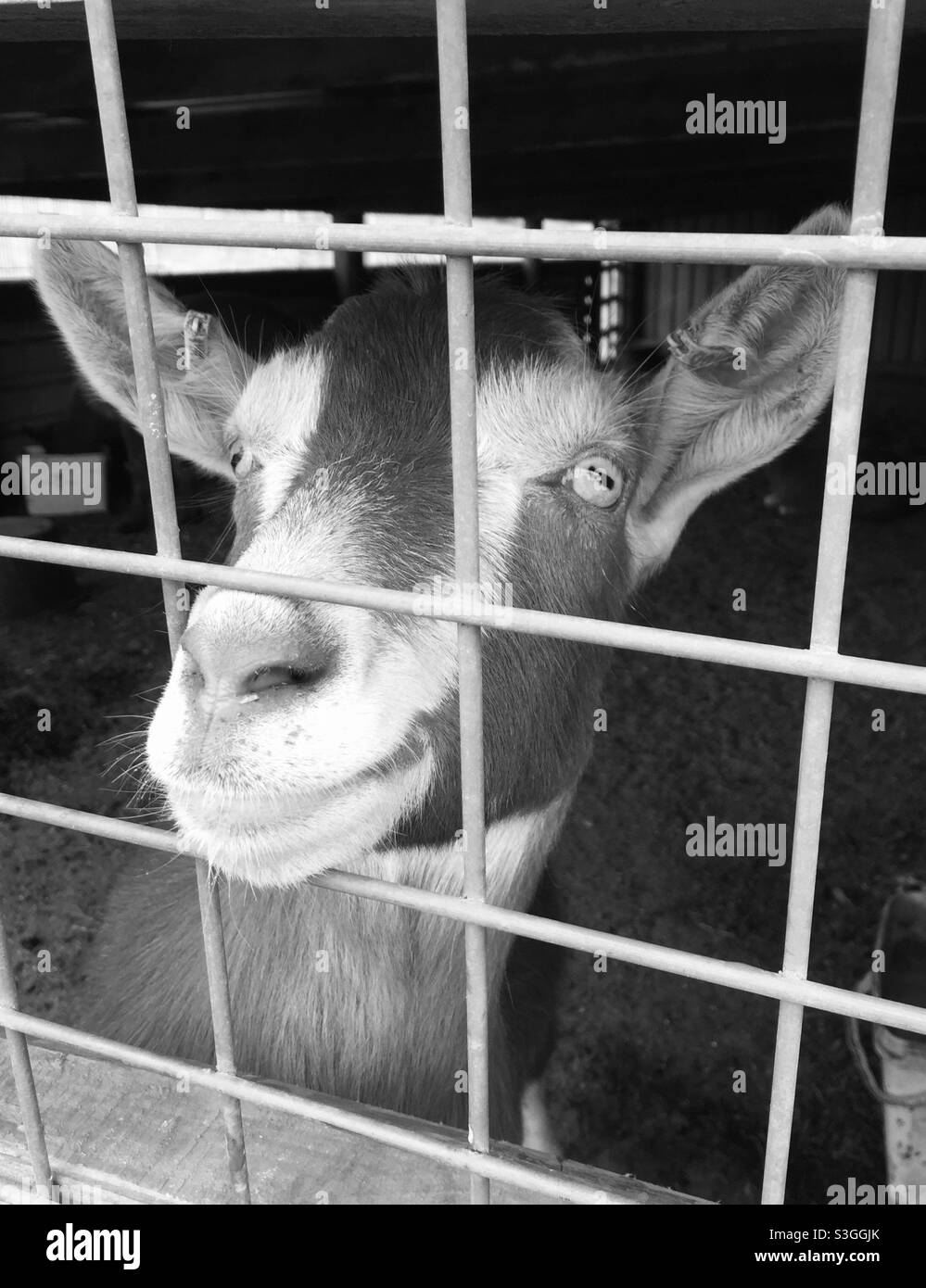 Nosey hi-res stock photography and images - Alamy