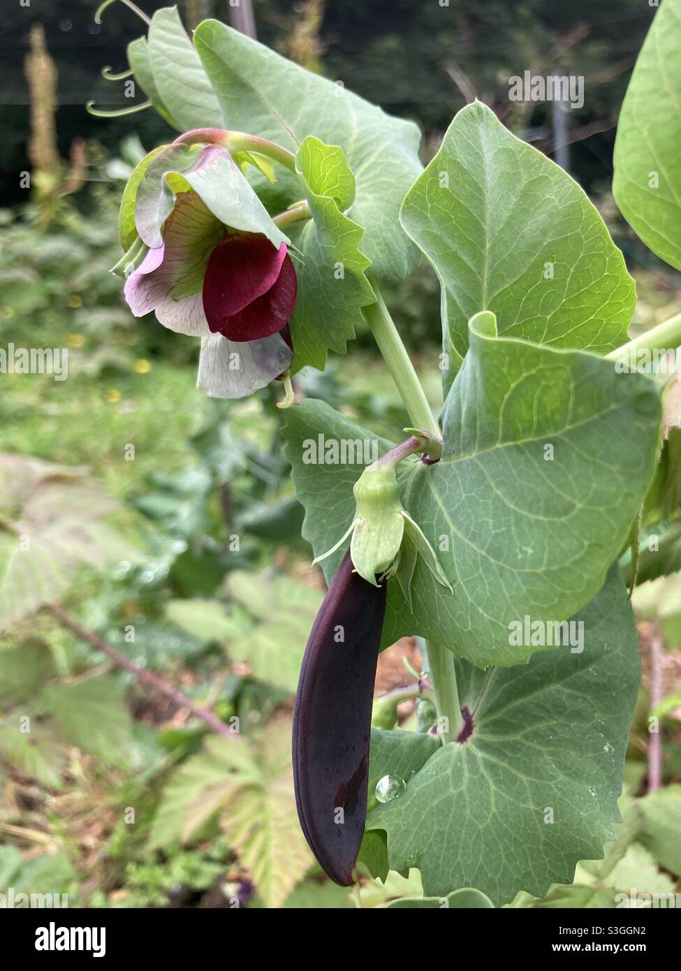 Mangetout hi-res stock photography and images - Alamy