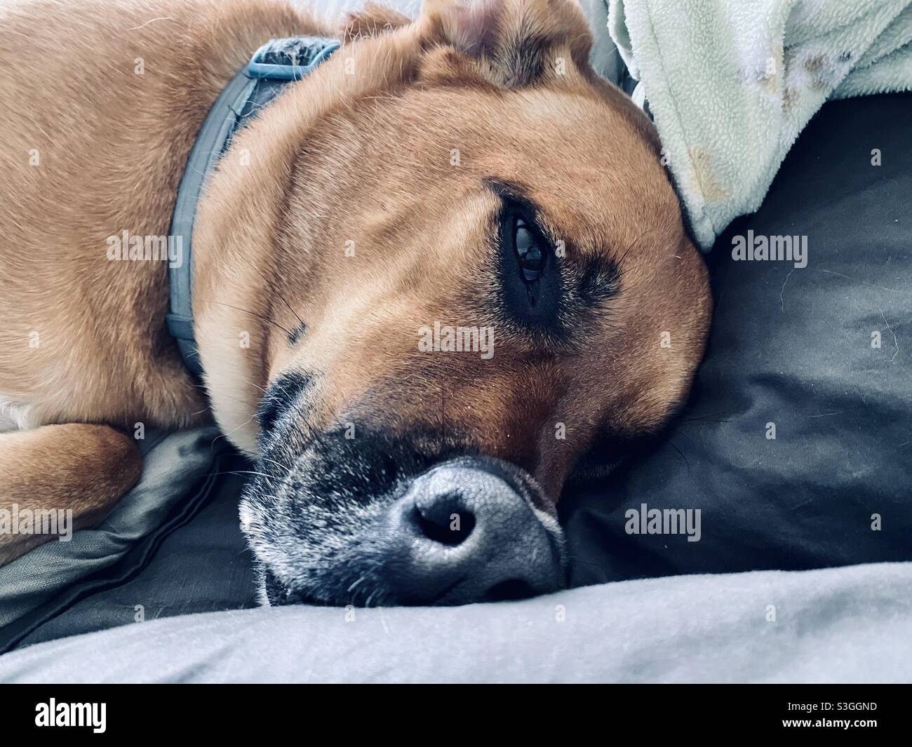 Smushed nose hi-res stock photography and images - Alamy