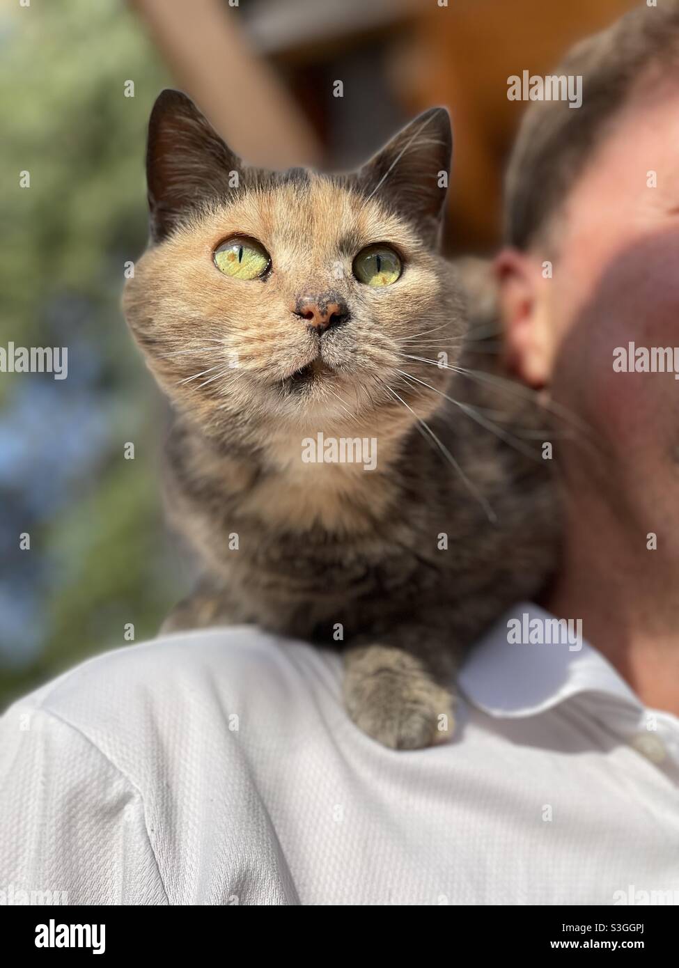 A beautiful turtle scale light brown cat with multicolour eyes looking ...