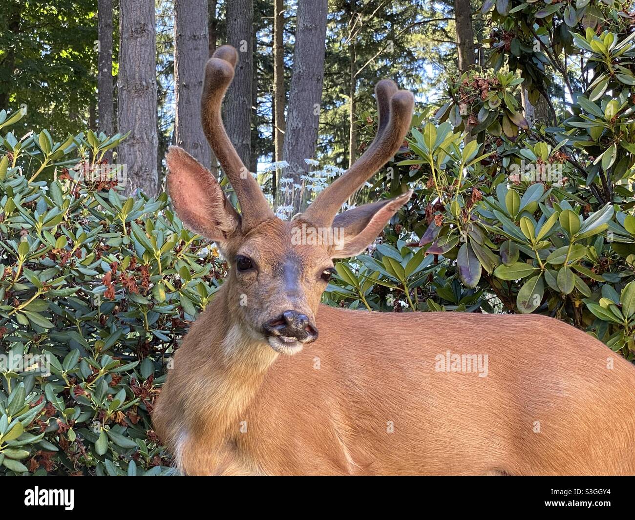 With deformity hi-res stock photography and images - Alamy
