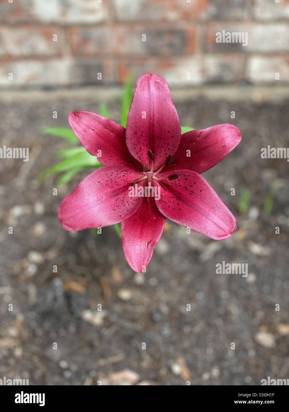 Green lilly hi-res stock photography and images - Alamy