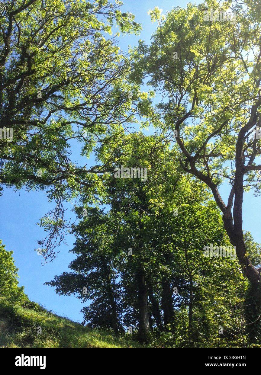 High beech hi-res stock photography and images - Alamy