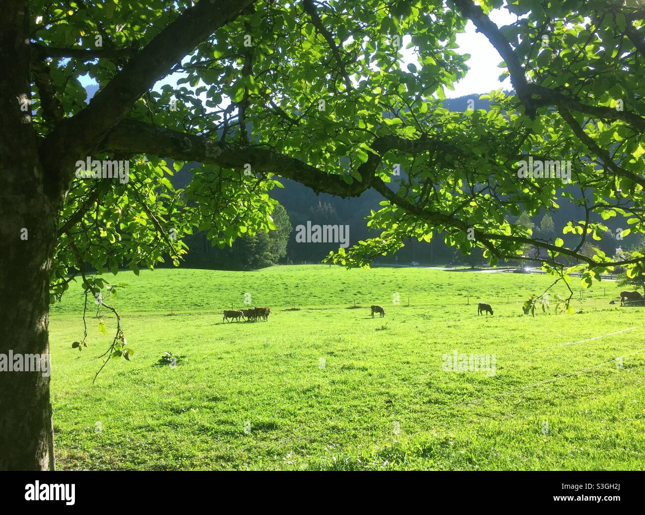 Cows on pasture in a rural area in Bavaria in Germany Stock Photo - Alamy