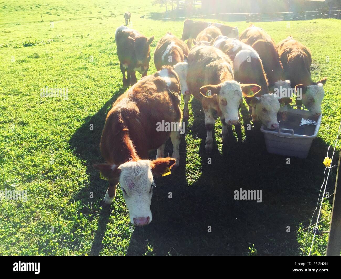 Many young cows eating at the feeding trough Stock Photo - Alamy