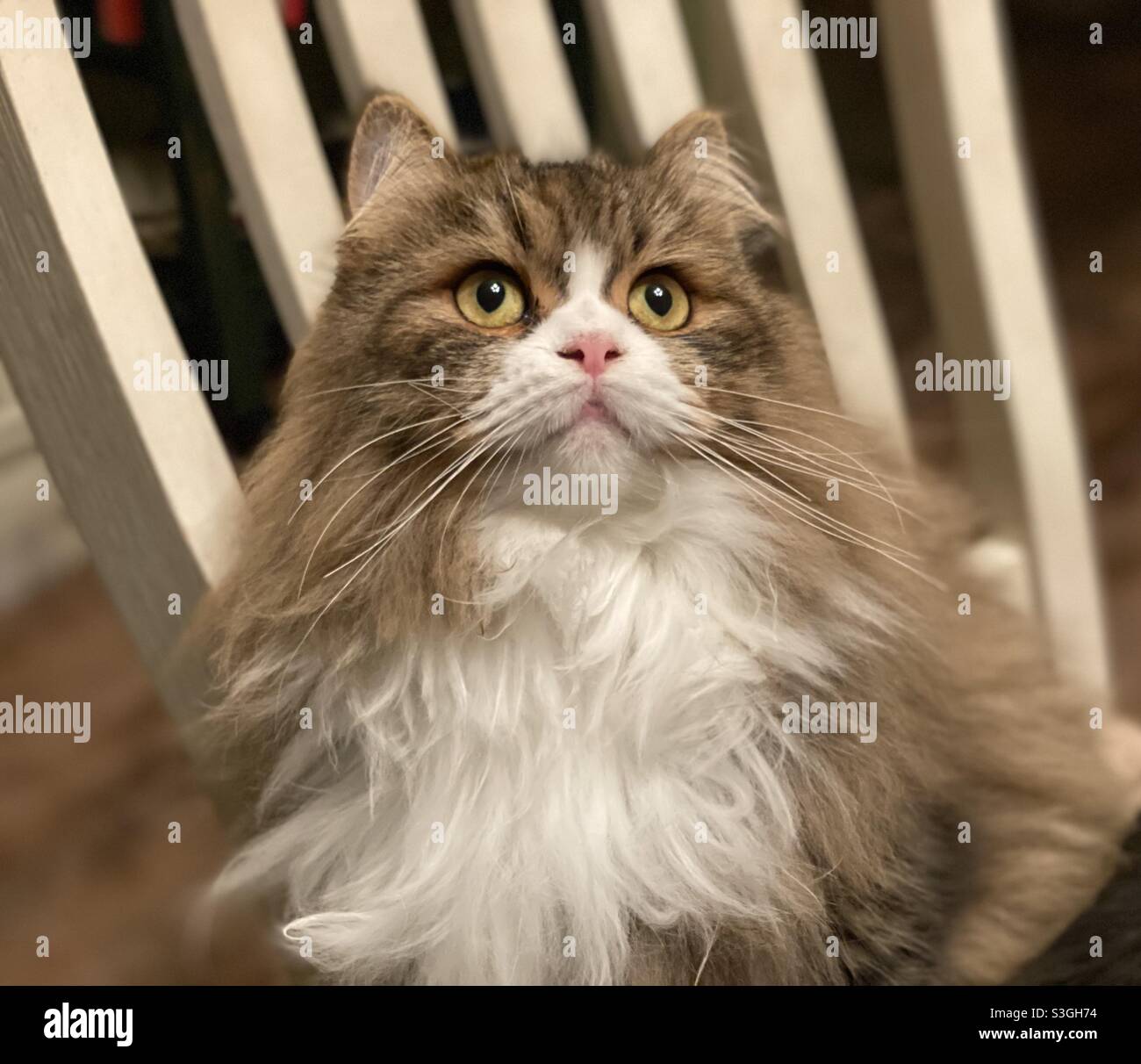 Persian Ragdoll Cat High Resolution Stock Photography and Images - Alamy