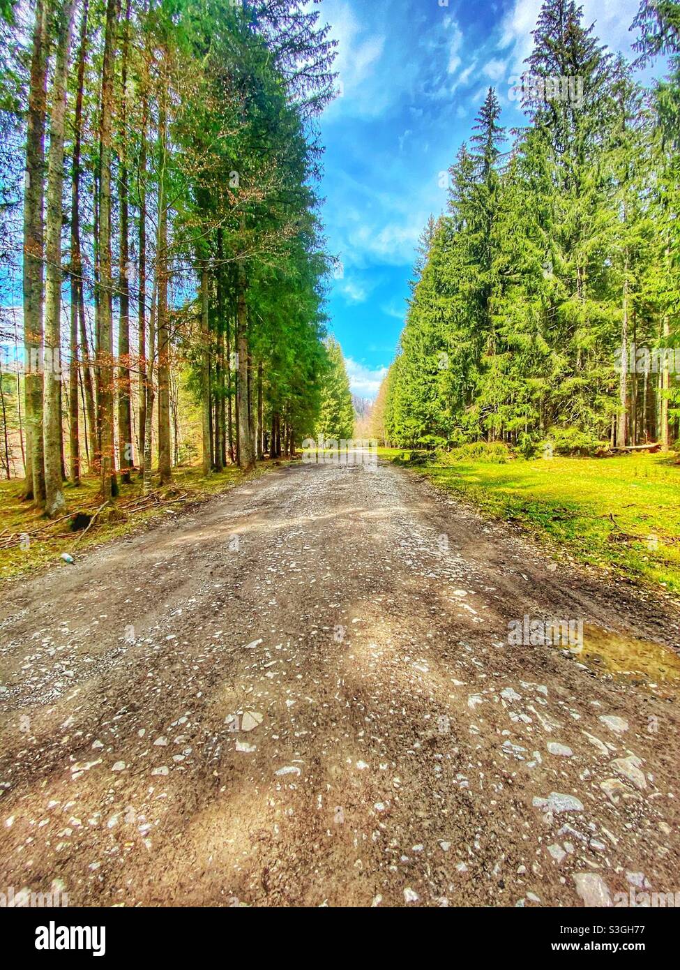 The photo was taken in Romania- Valea Doftanei forest Stock Photo - Alamy