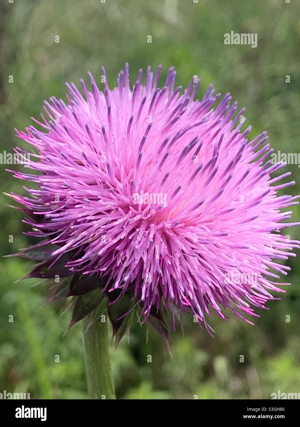 Pink weed hi-res stock photography and images - Alamy