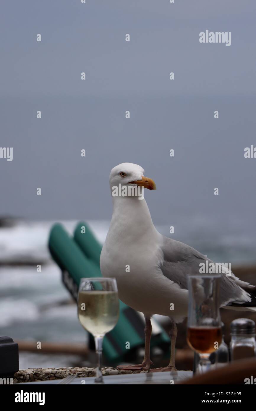 A seagull between two glasses of wine, white and red Stock Photo - Alamy
