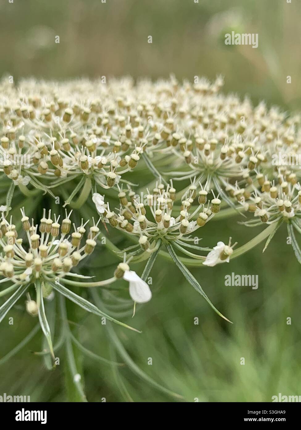 Summer weed hi-res stock photography and images - Alamy