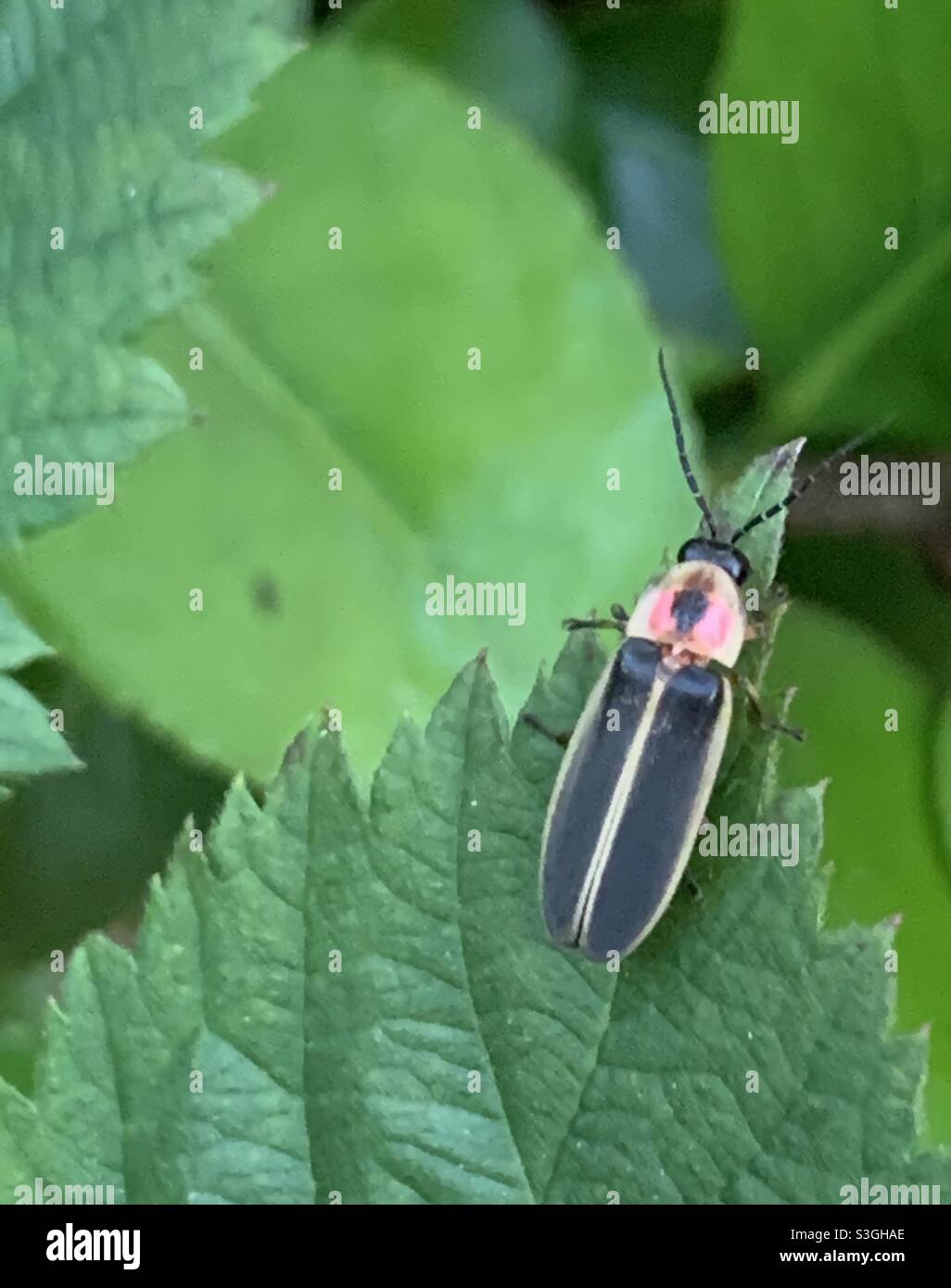 Lightning bug hi-res stock photography and images - Alamy