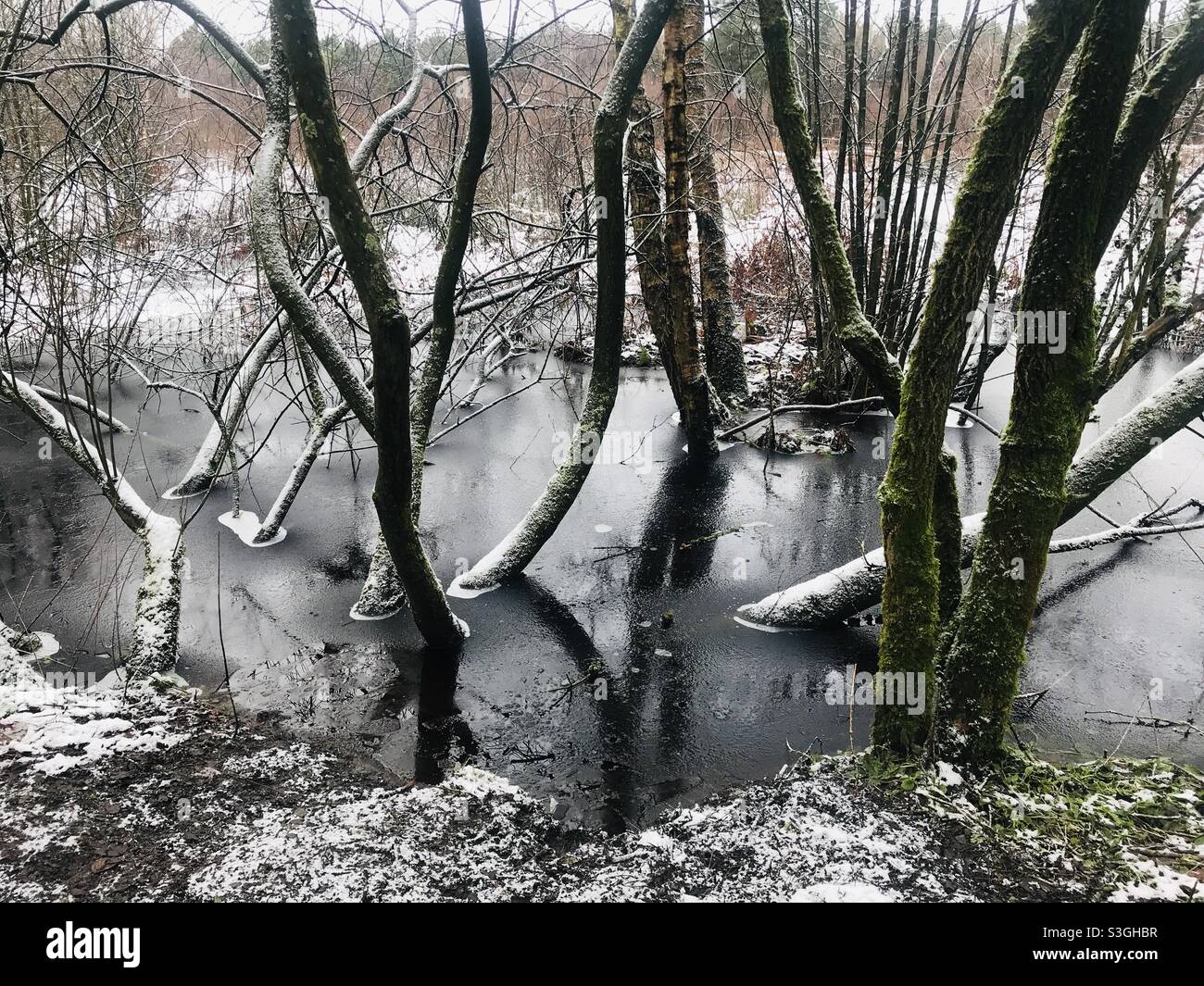 Frozen trees in woods or forest Stock Photo - Alamy