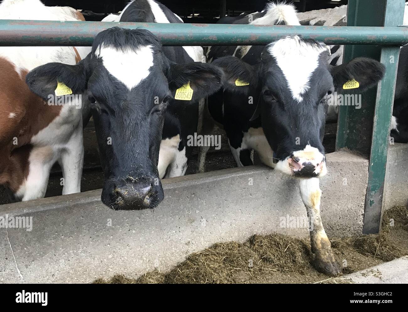 Angry cows hi-res stock photography and images - Alamy