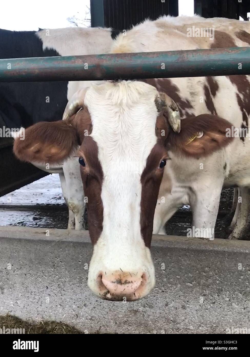 Nosey hi-res stock photography and images - Alamy