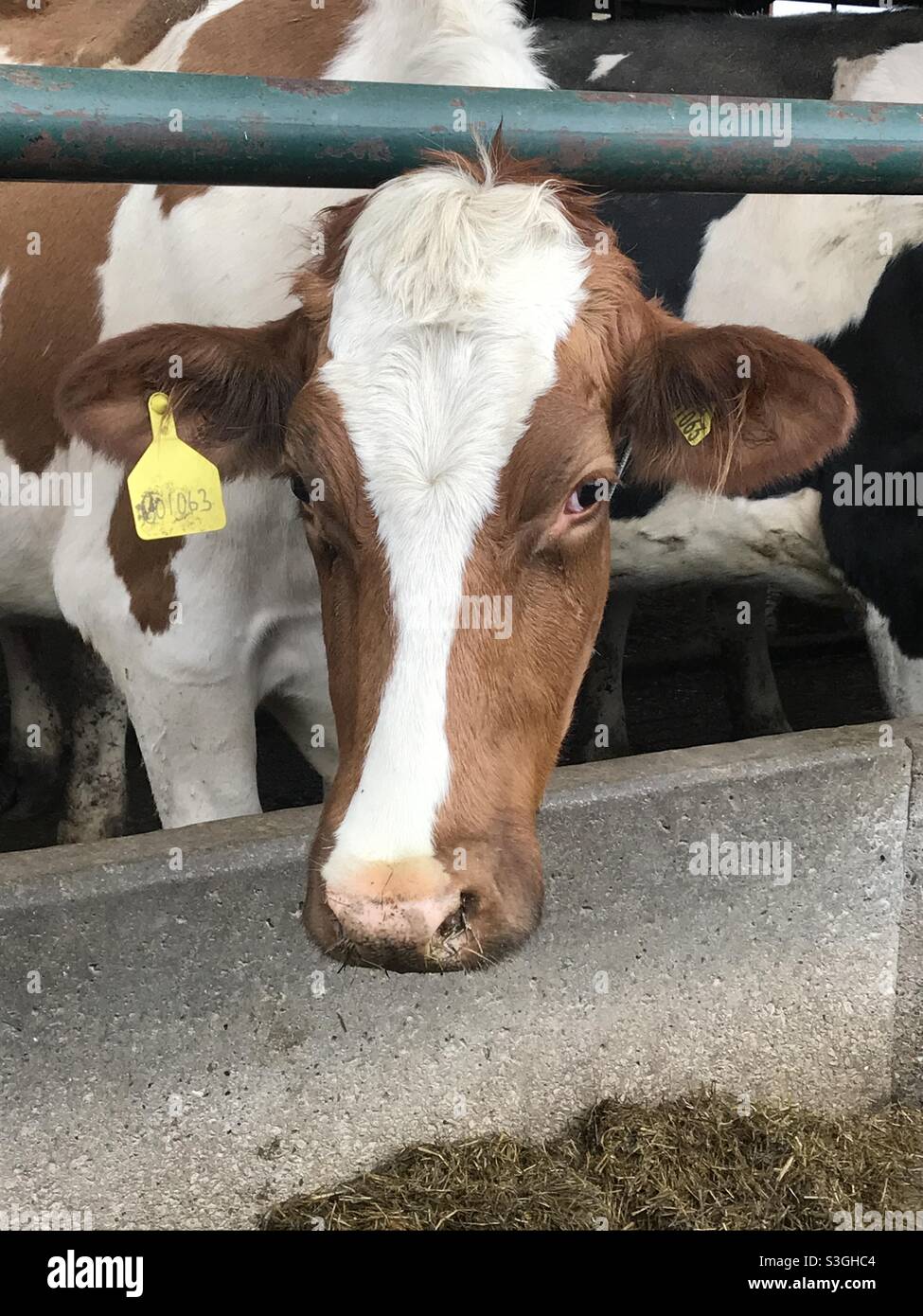 Nosey Cow High Resolution Stock Photography and Images - Alamy