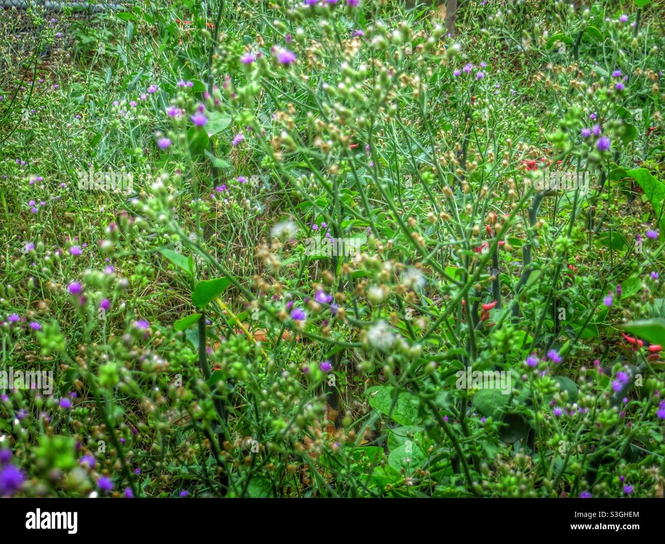 Colorful mixed plants Stock Photo - Alamy