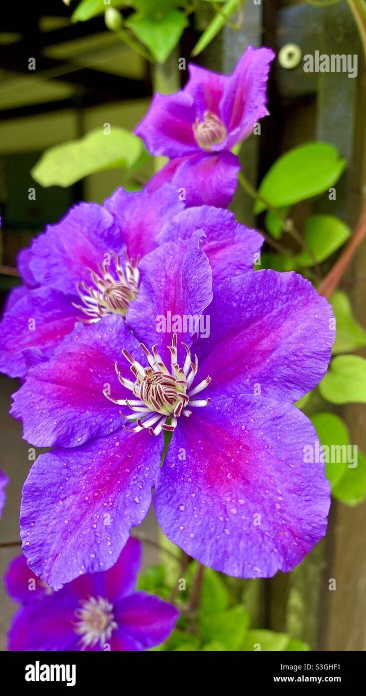 Clematis in bloom Stock Photo - Alamy