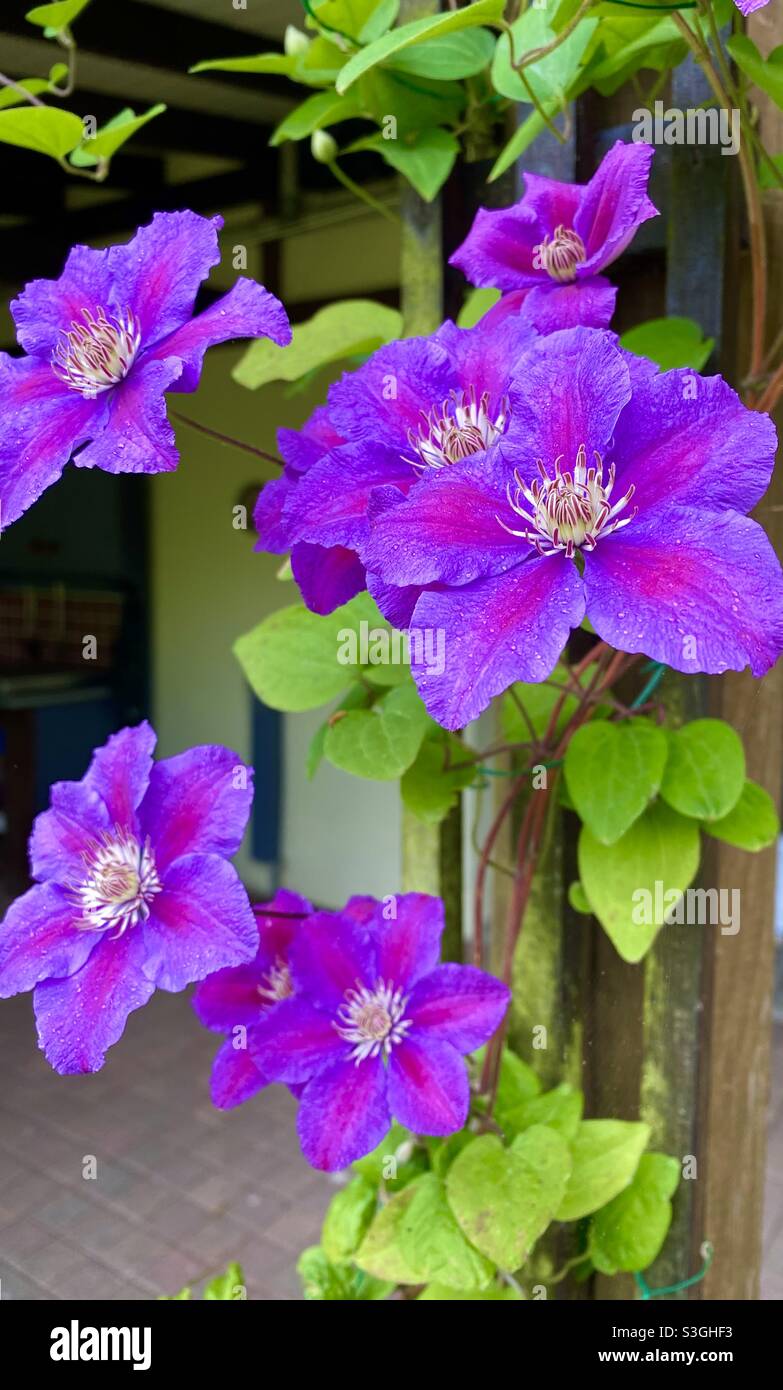 Clematis in bloom Stock Photo - Alamy