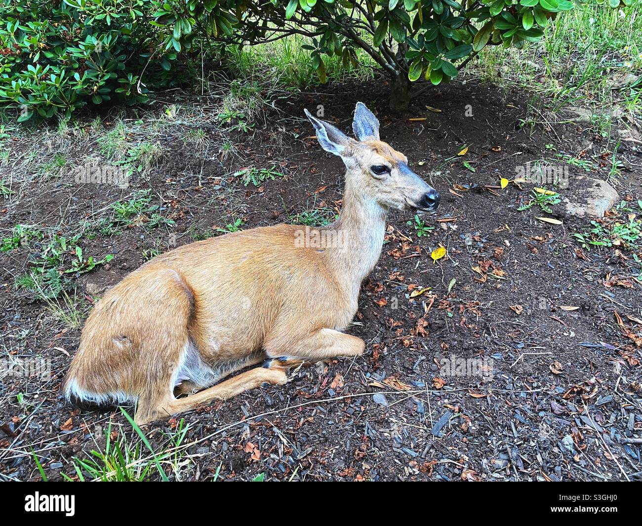 Deer lying down hi-res stock photography and images - Alamy