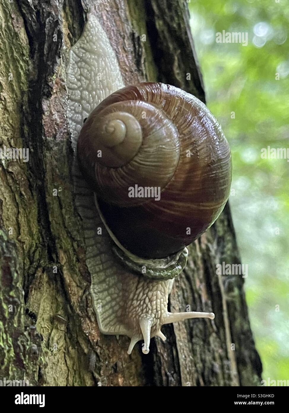 Tree and snail hi-res stock photography and images - Alamy