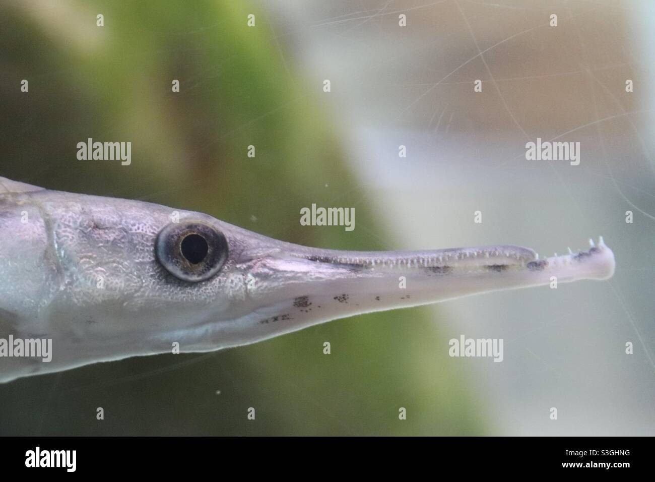 Fish up close Stock Photo - Alamy