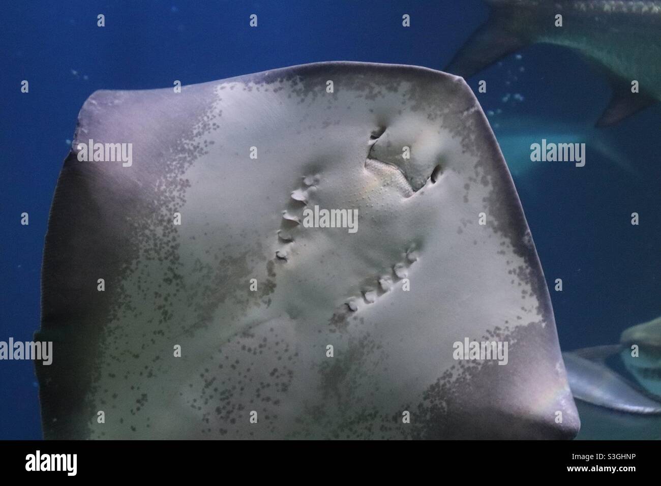 Underside of a sting ray Stock Photo - Alamy