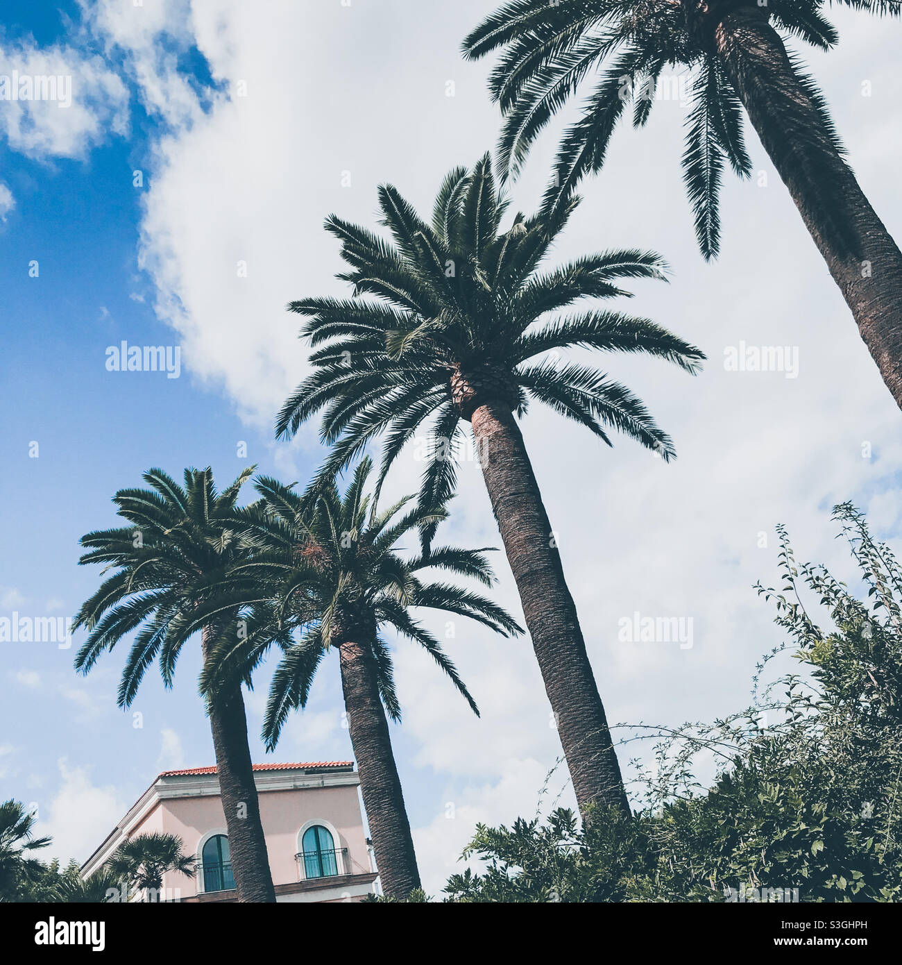 Palm trees on the Italian coast Stock Photo - Alamy