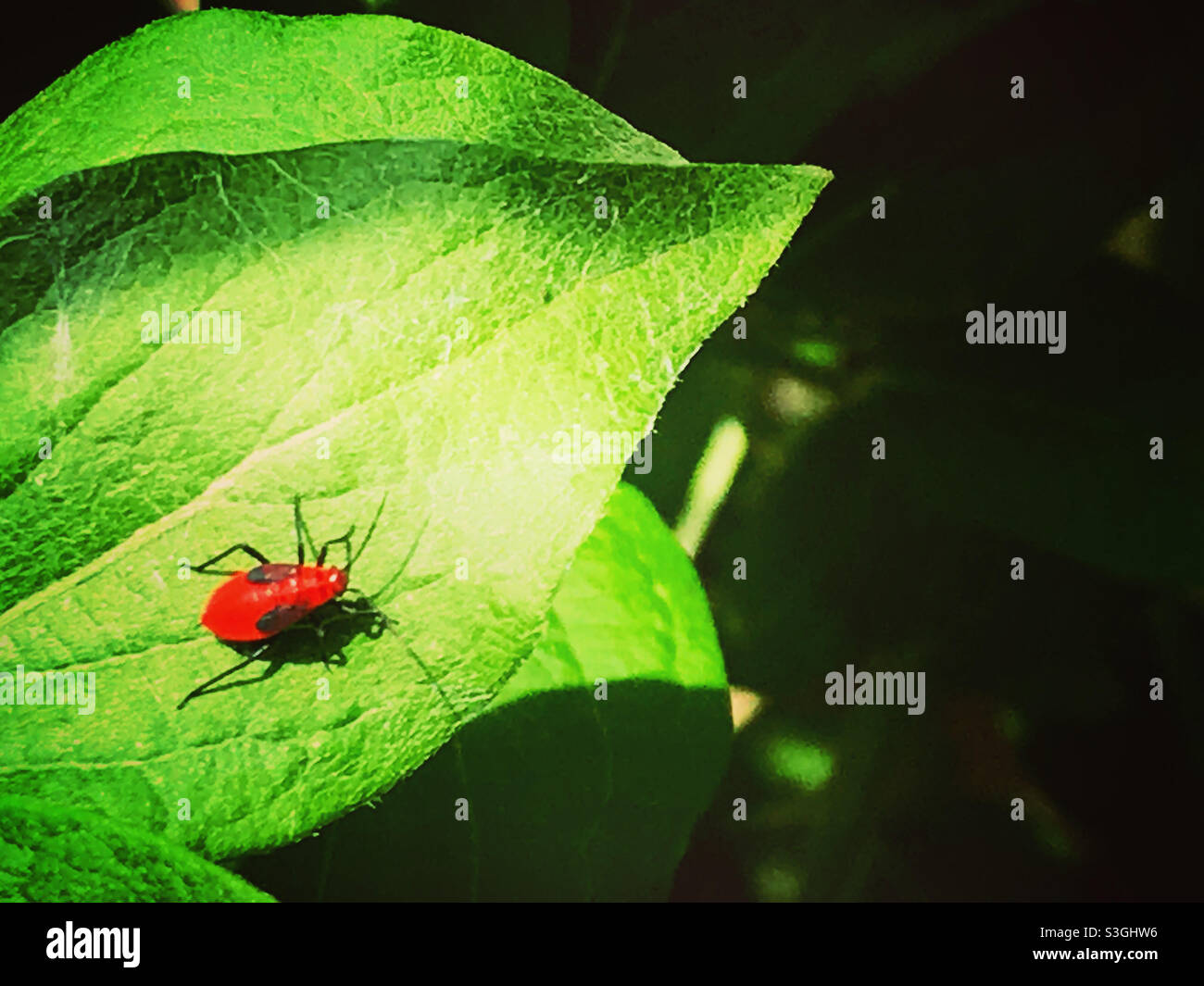 Bug in a forest hi-res stock photography and images - Alamy