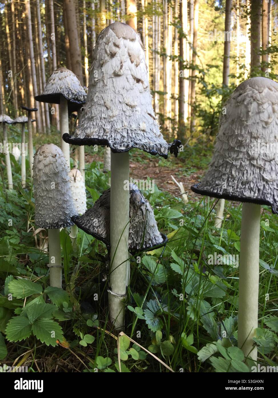 Shaggy ink caps hi-res stock photography and images - Alamy