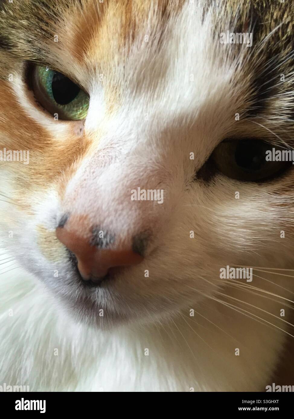 Smooth face hi-res stock photography and images - Alamy