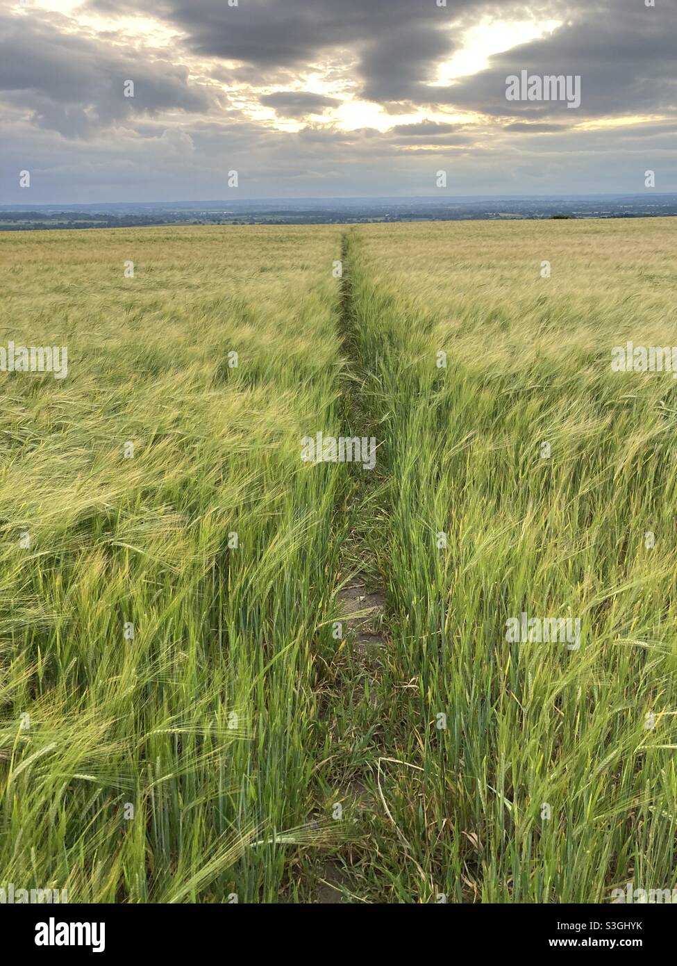 Path through barley hi-res stock photography and images - Alamy