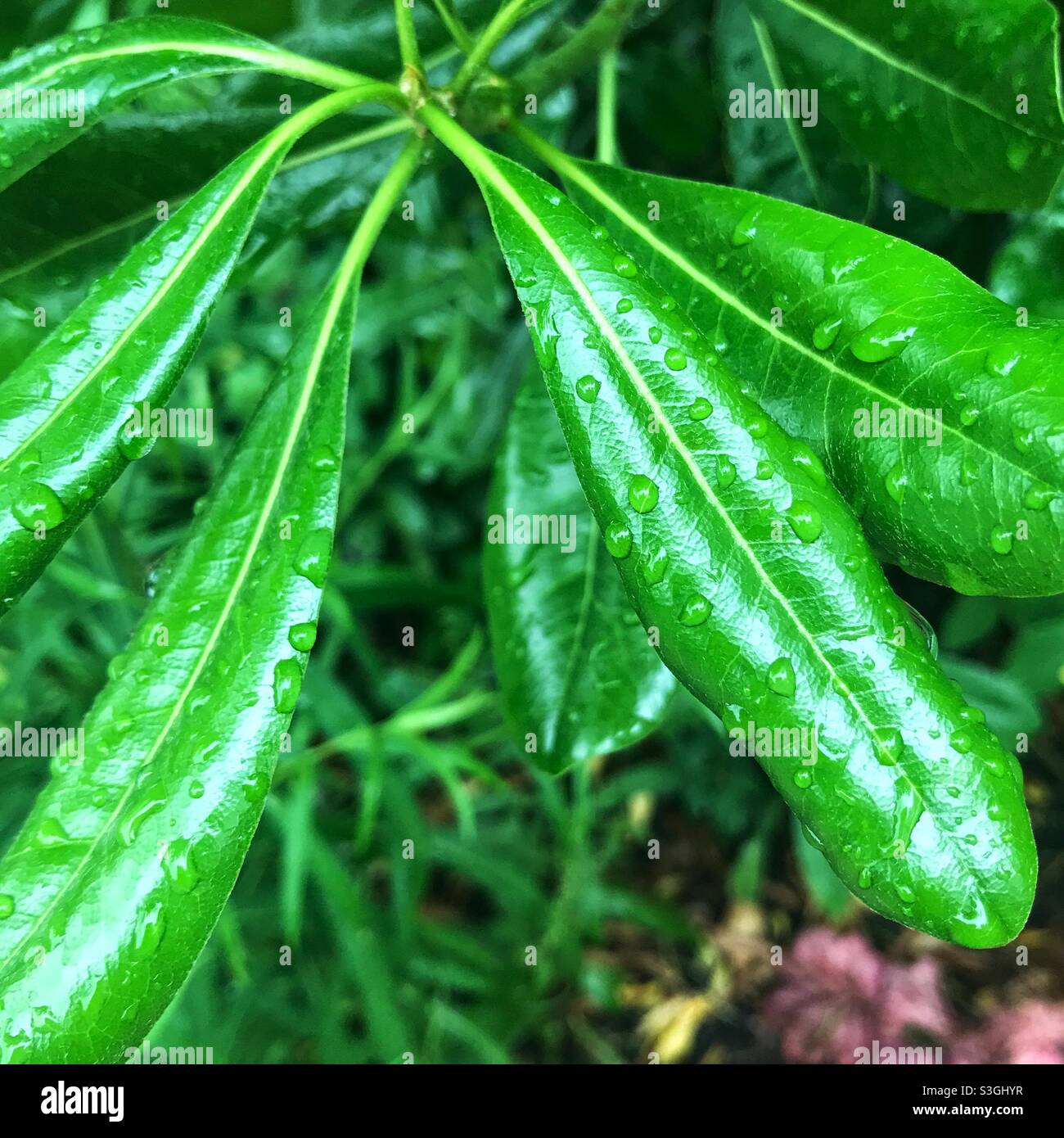 Waxy Leaves High Resolution Stock Photography and Images - Alamy