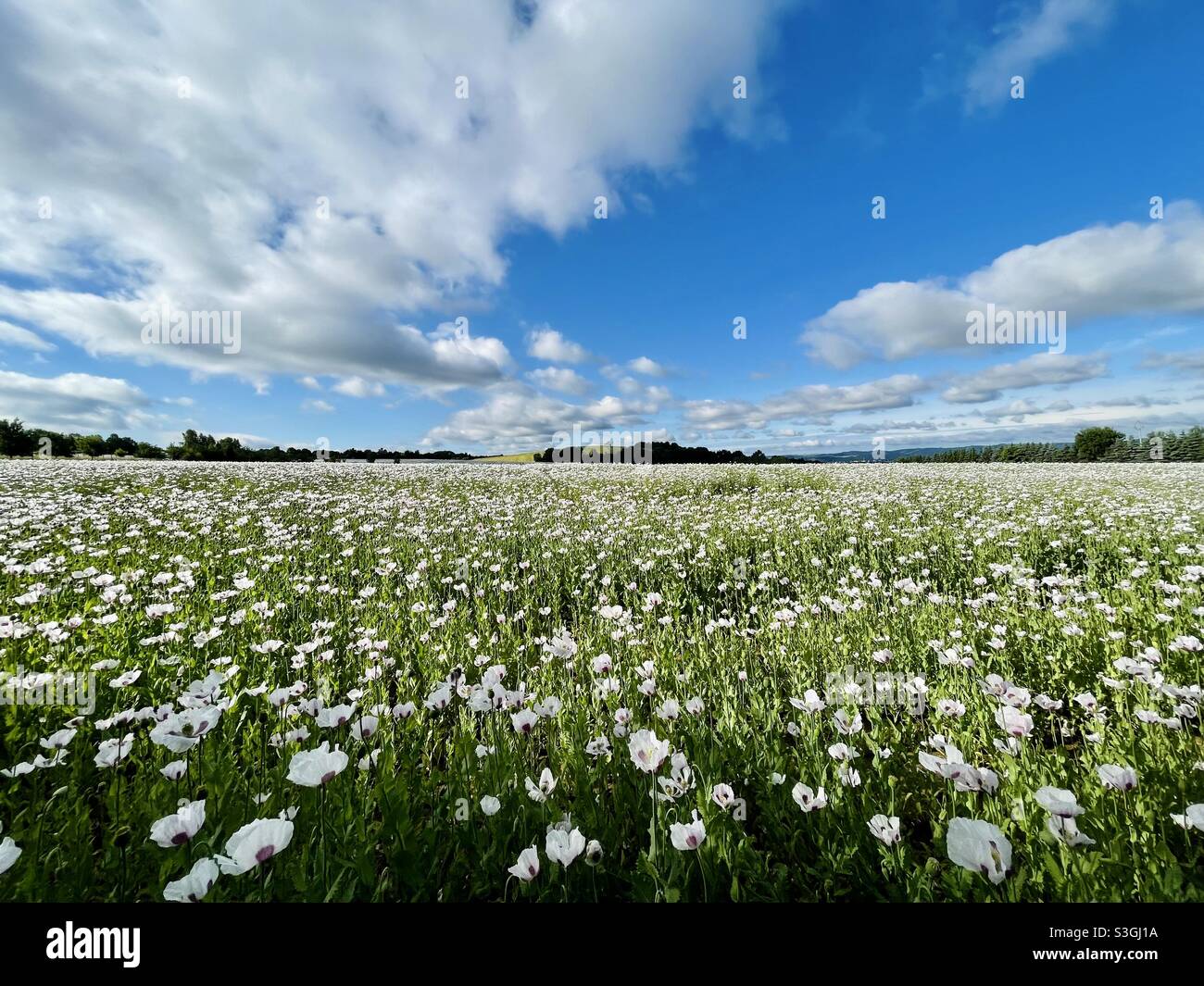 Field of white Stock Photo - Alamy