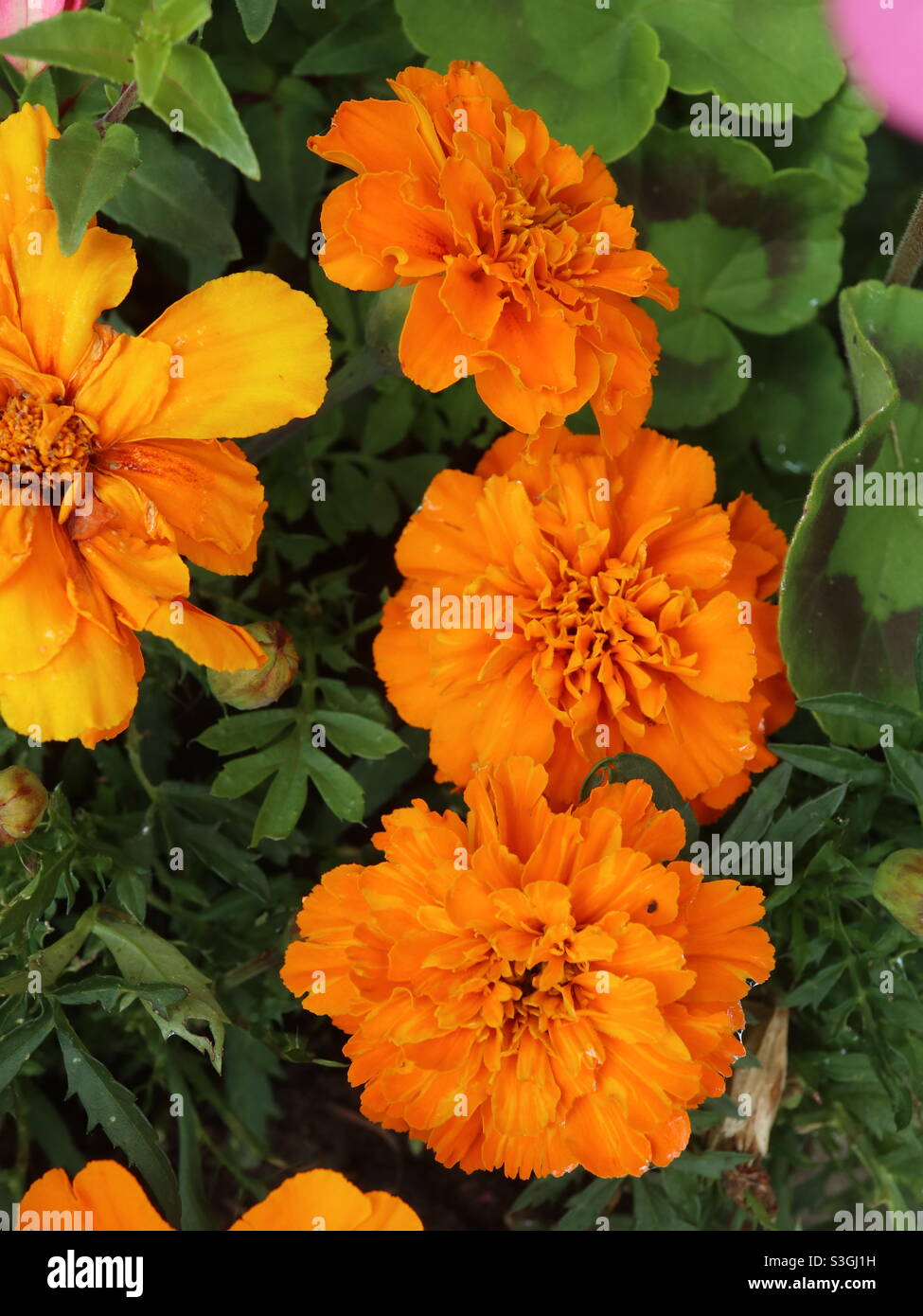 Aztec marigold hi-res stock photography and images - Alamy