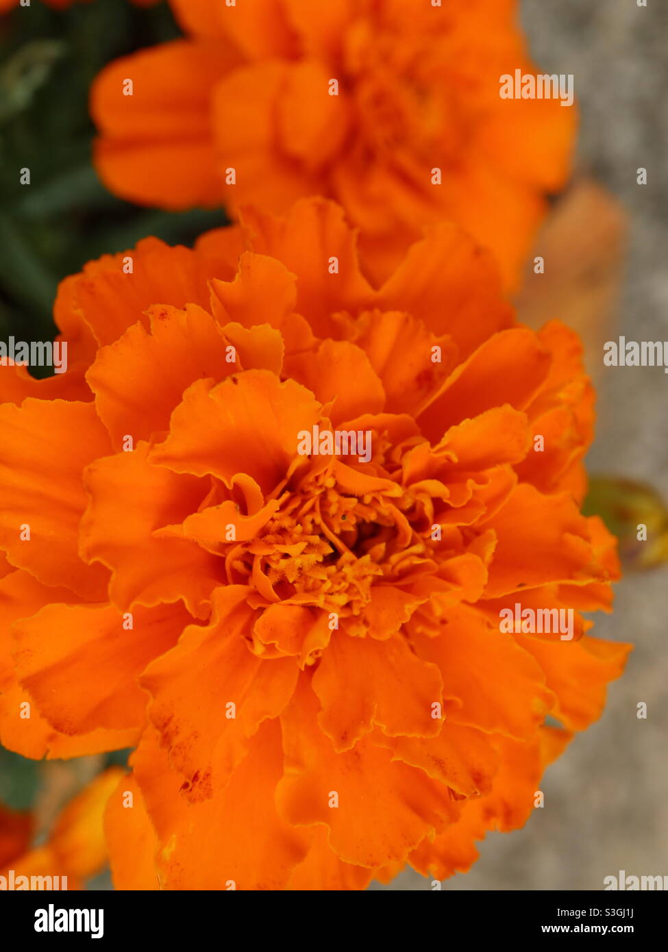 Aztec Mexican Marigold Stock Photo - Alamy