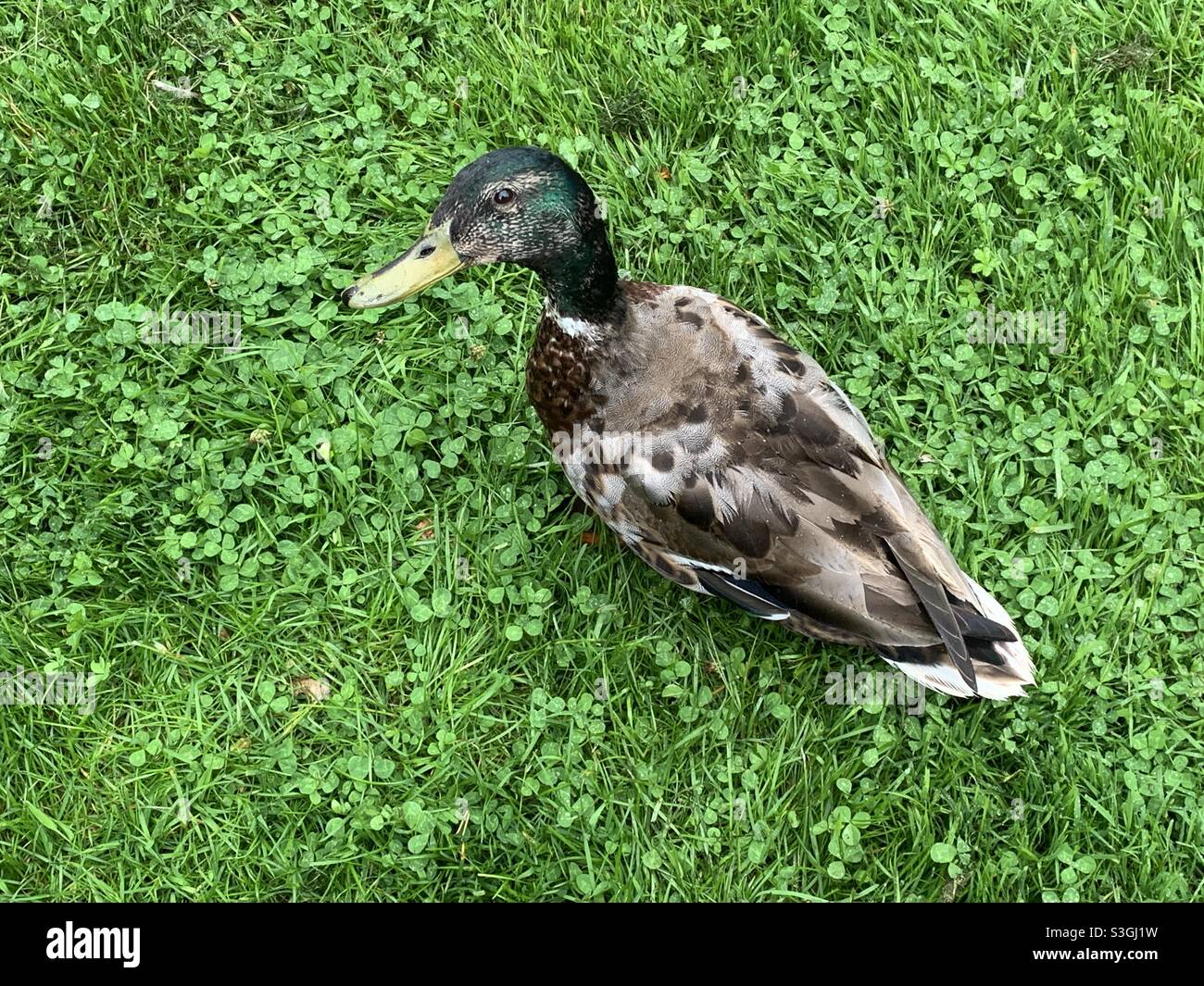 Mallard make duck looking at the camera against lush green background ...