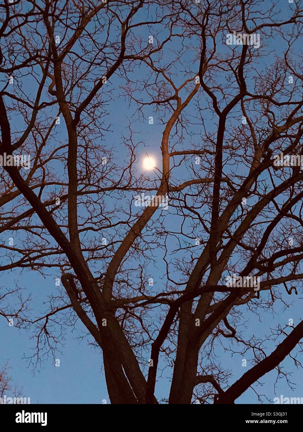 Moonlight Through Trees