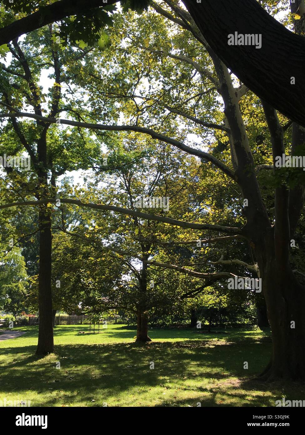 Light through the trees hi-res stock photography and images - Alamy