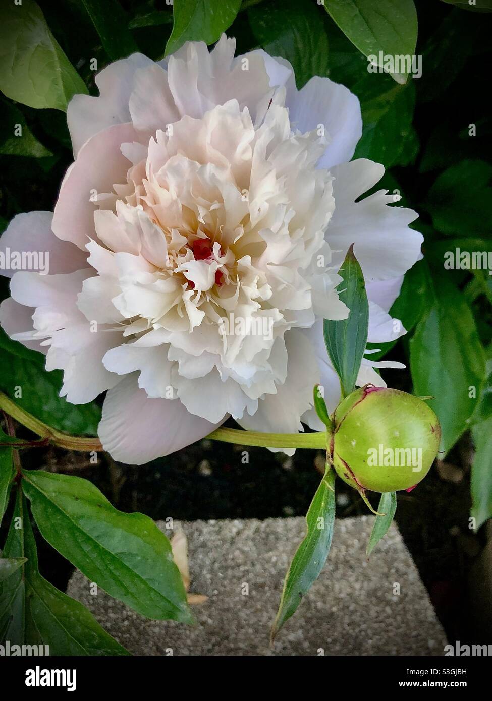 Peony Budding High Resolution Stock Photography and Images - Alamy