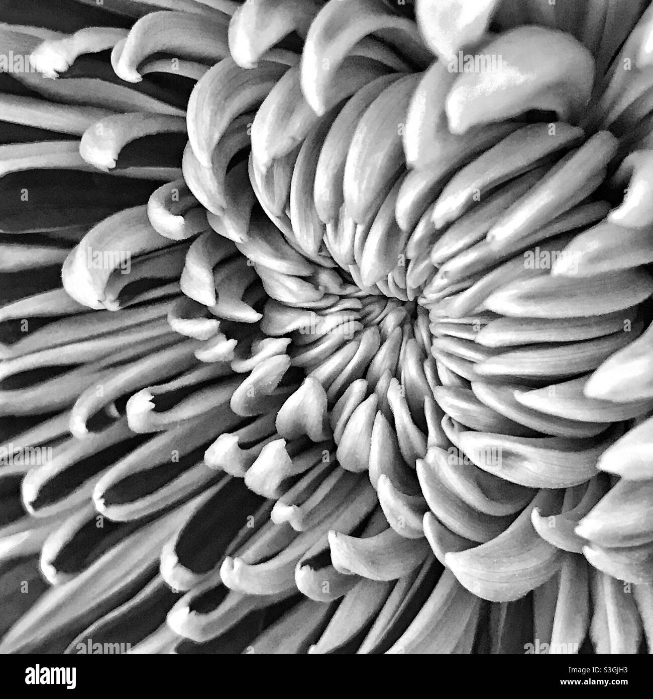Flower structures Black and White Stock Photos & Images - Alamy