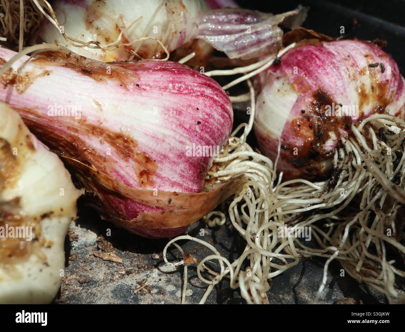 Garlic roots hi-res stock photography and images - Alamy