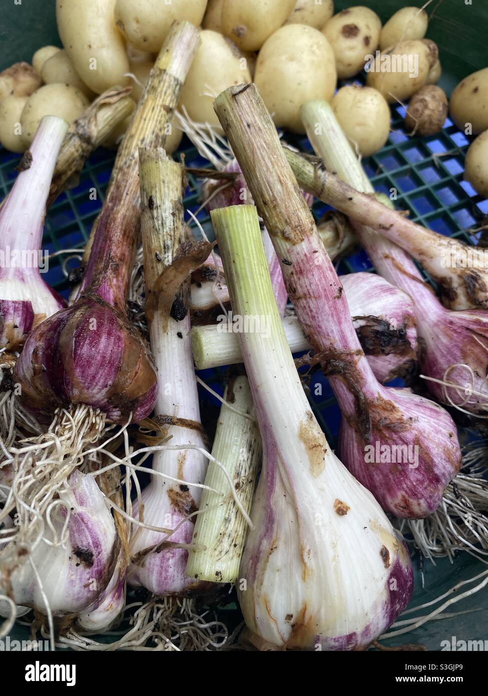 Mixed spuds and Garlic Stock Photo - Alamy