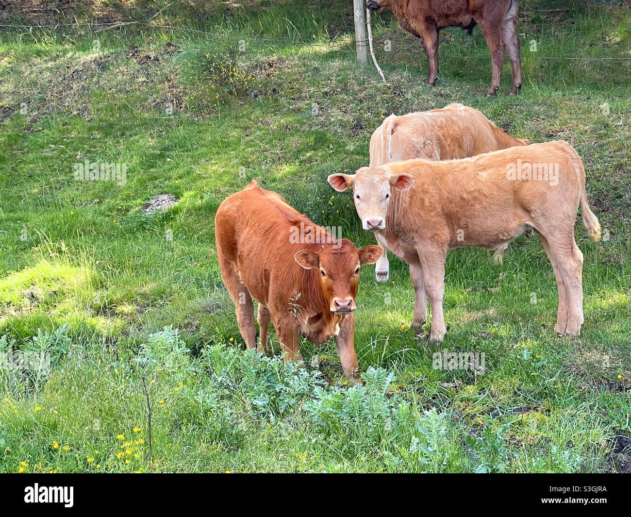 Ternero mirando hi-res stock photography and images - Alamy
