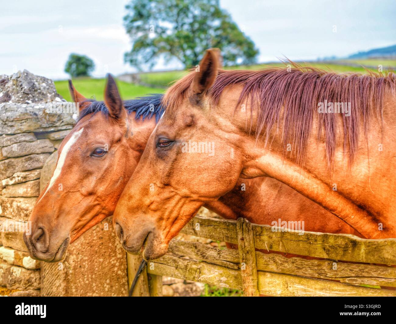 Race_horses hi-res stock photography and images - Alamy