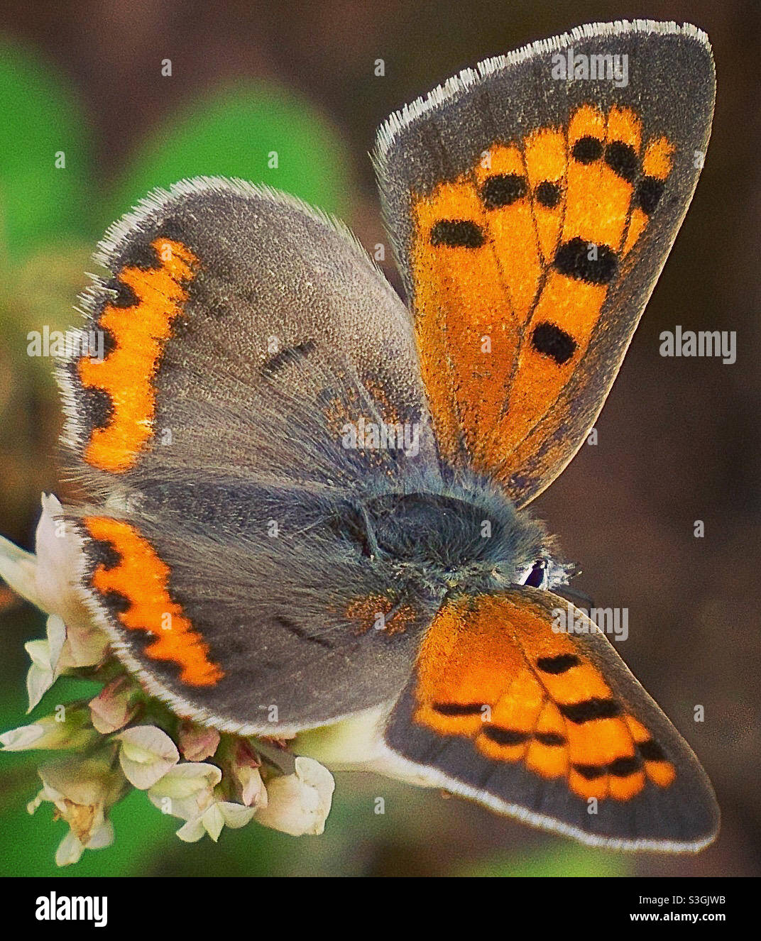 American Copper Butterfly High Resolution Stock Photography and Images ...