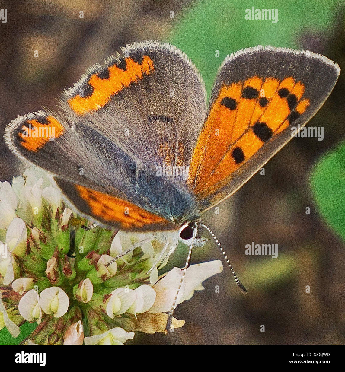 American copper nectaring on clover Stock Photo - Alamy