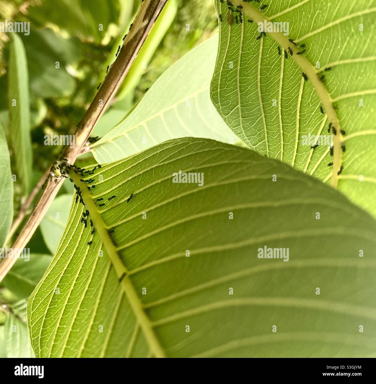 Leaves and ants hi-res stock photography and images - Alamy
