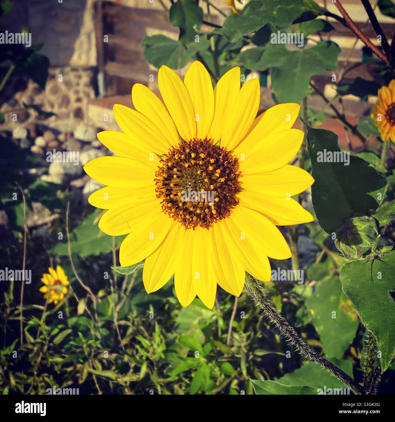 Sunflower at golden hour Stock Photo - Alamy