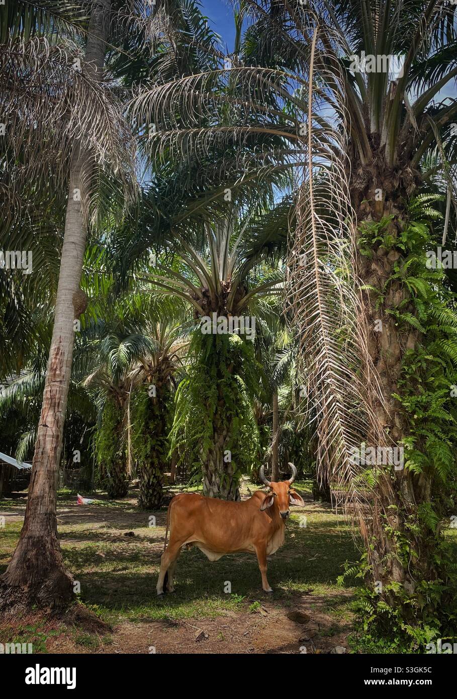 Thailand bull hi-res stock photography and images - Alamy