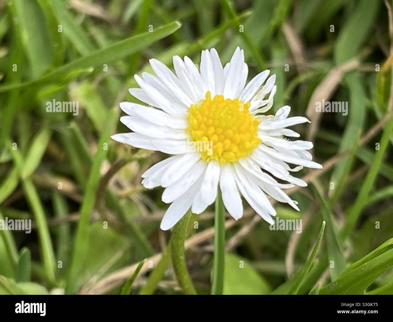 Grass one hi-res stock photography and images - Alamy